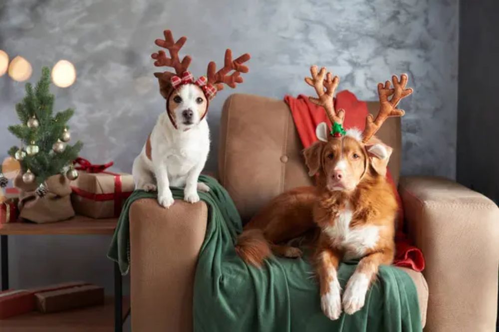 15 DIY Pet Costume Ideas for Any Season