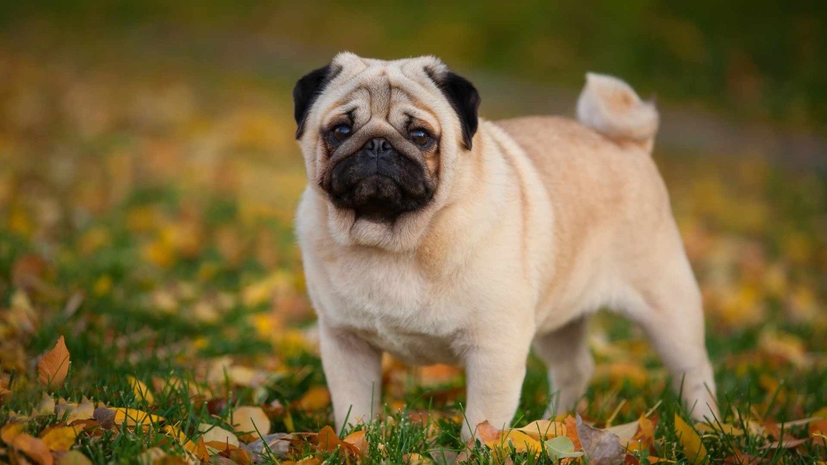 These are the most affectionate dog breeds; they never want to leave ...