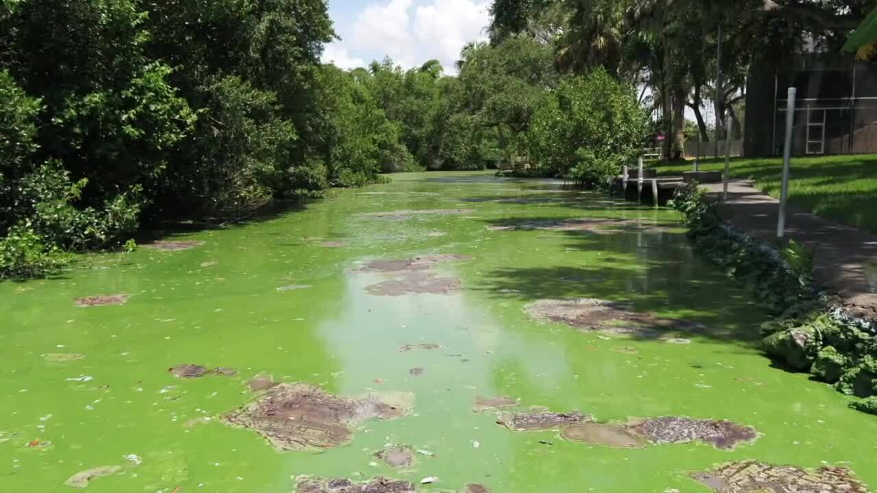 Solving Florida’s toxic algae crisis