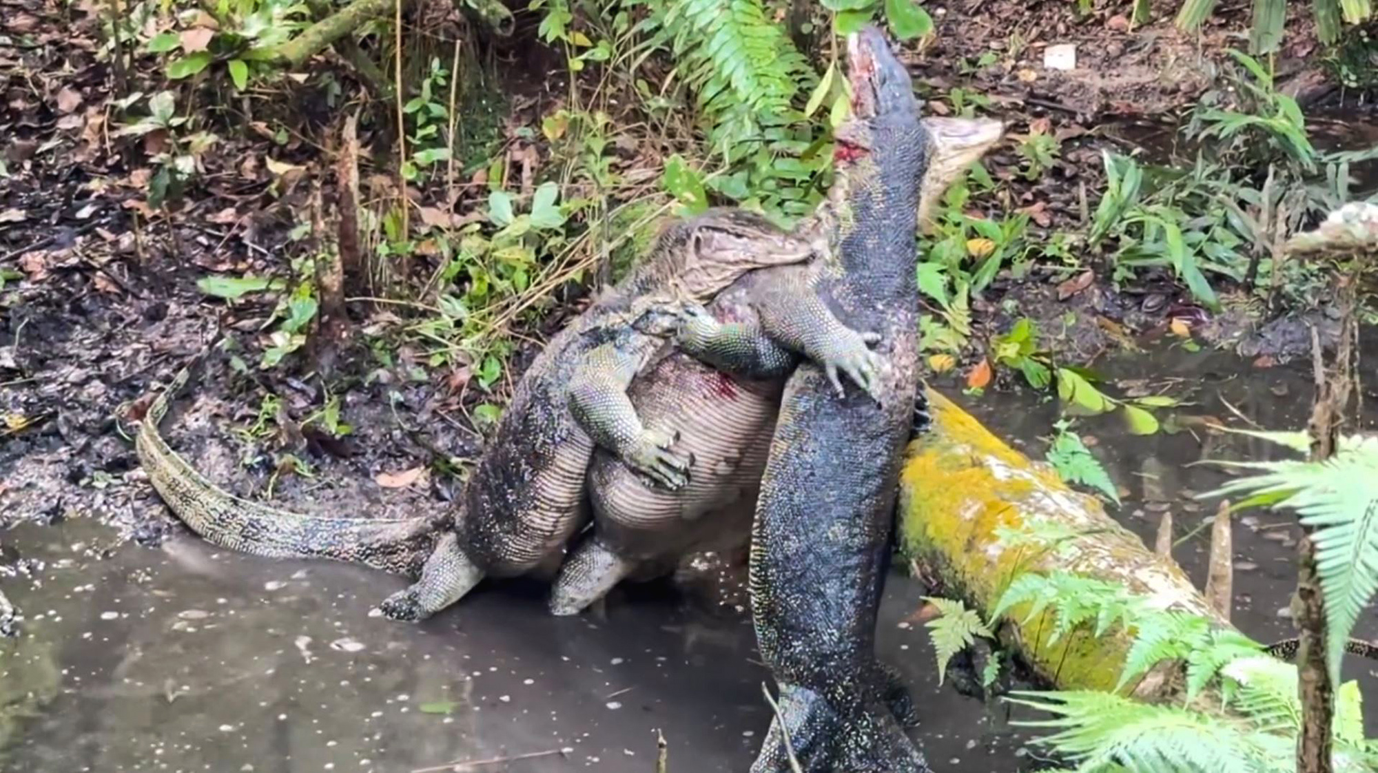 Three monitor lizards are seen fighting in a wildlife park - in what ...