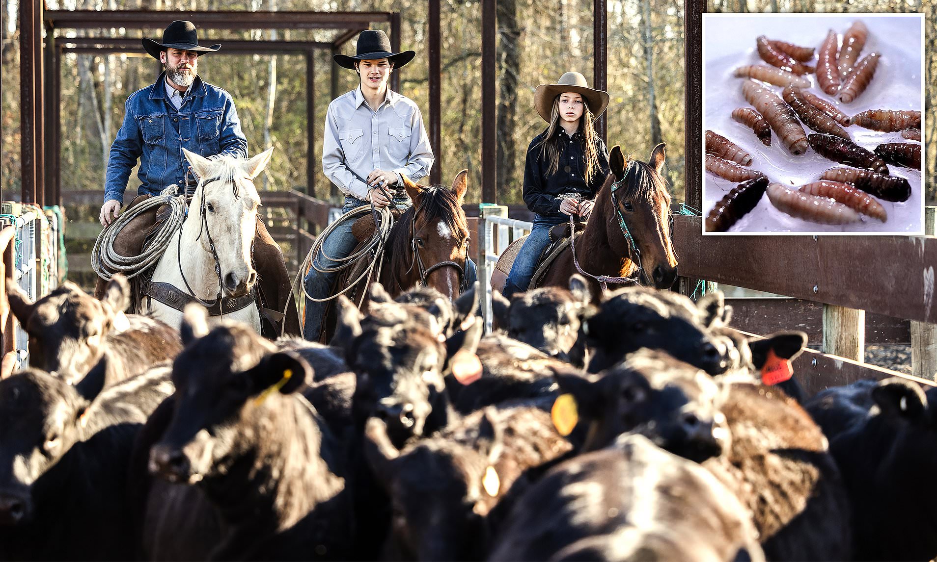 American infested with flesh-eating worm in first-of-its-kind case