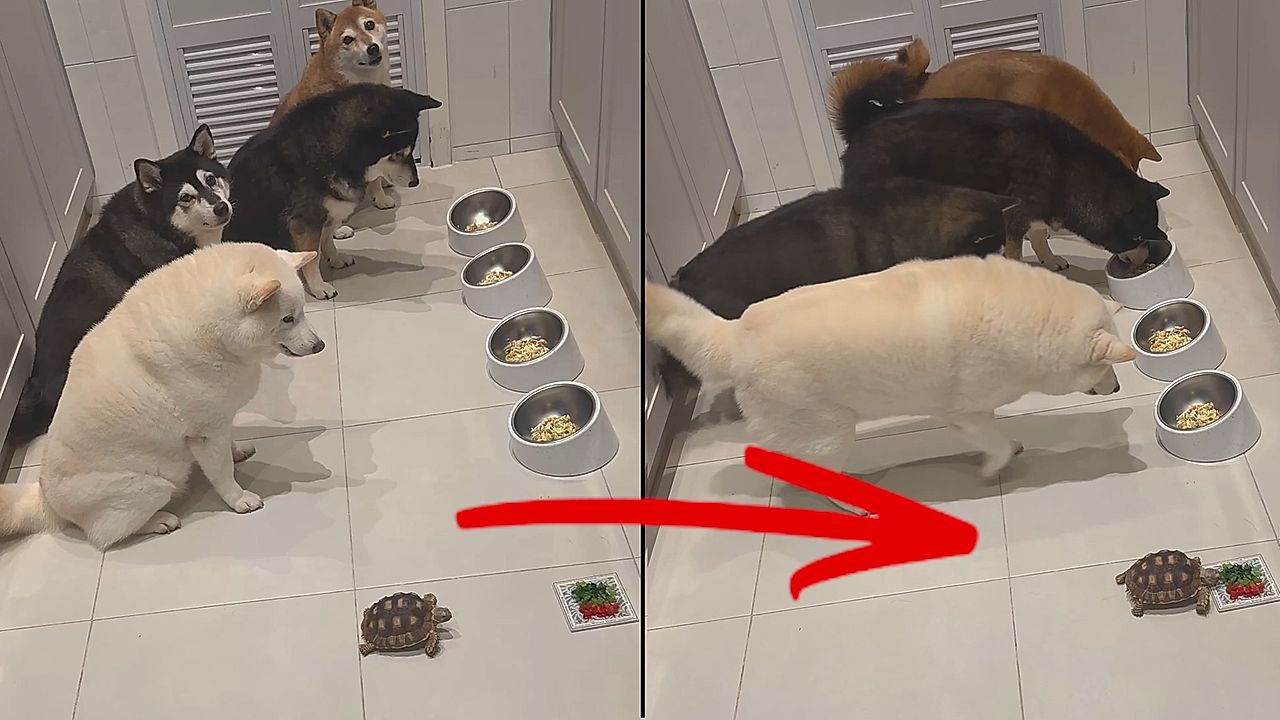 Well-behaved: Dogs wait for turtle to eat first