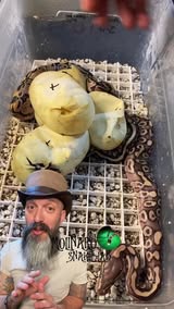 Hatching Ball Pythons!