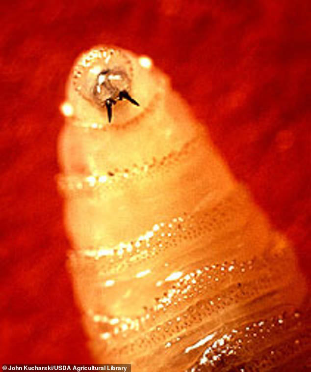 American infested with flesh-eating worm in first-of-its-kind case