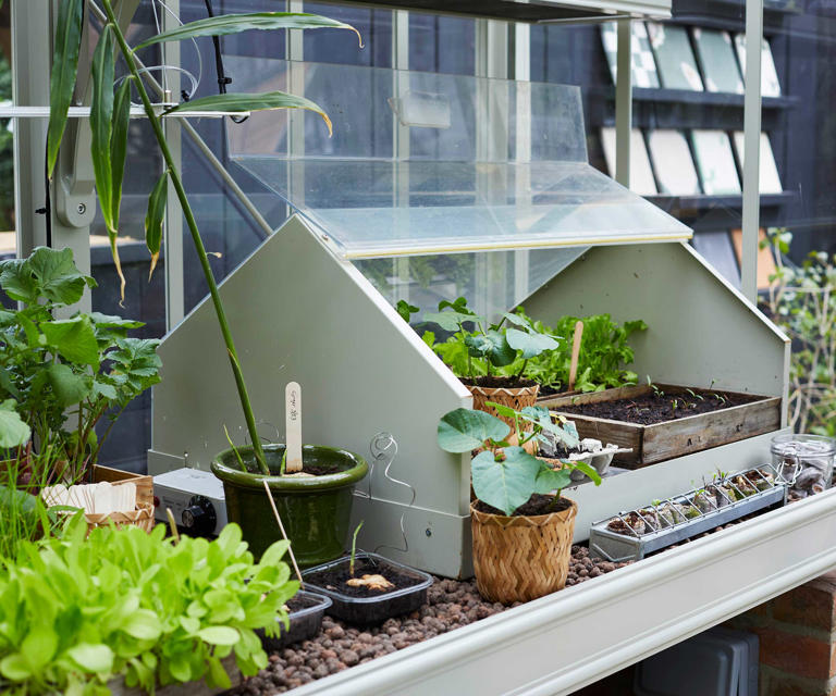 How to kit out a greenhouse – experts share clever tips and tricks for ...