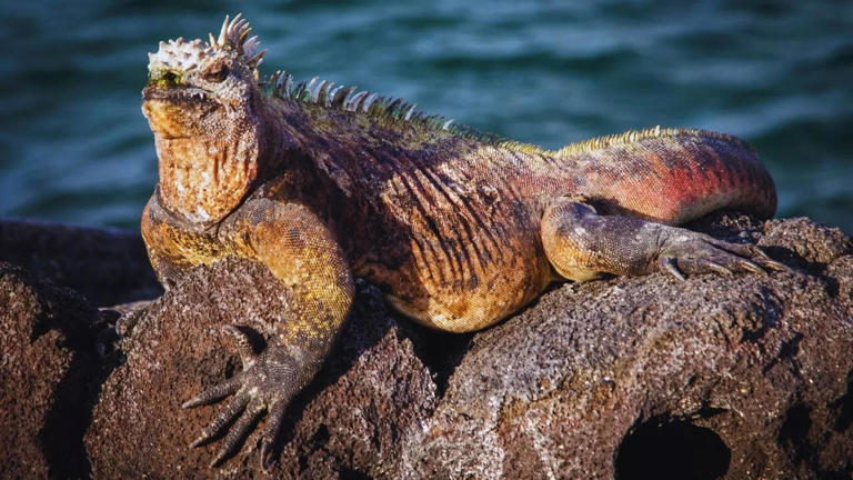 Wildlife encounters at the Galápagos Islands: The archipelago that ...
