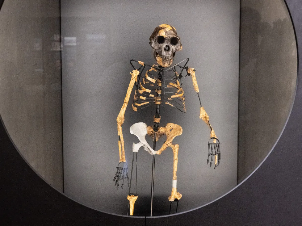 Nejslavnější kosti světa jsou v Praze. Národní muzeum ukazuje předky ...