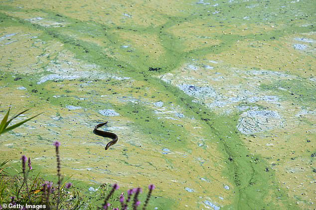 'Worst ever' blue-green algae outbreak wreaks havoc on UK's largest ...
