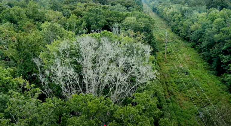 What we at Santee Cooper plan for South Carolina's Francis Beidler ...