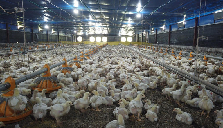 Controversia por sacrificio por orden del ICA de 35.680 pollos "que ...