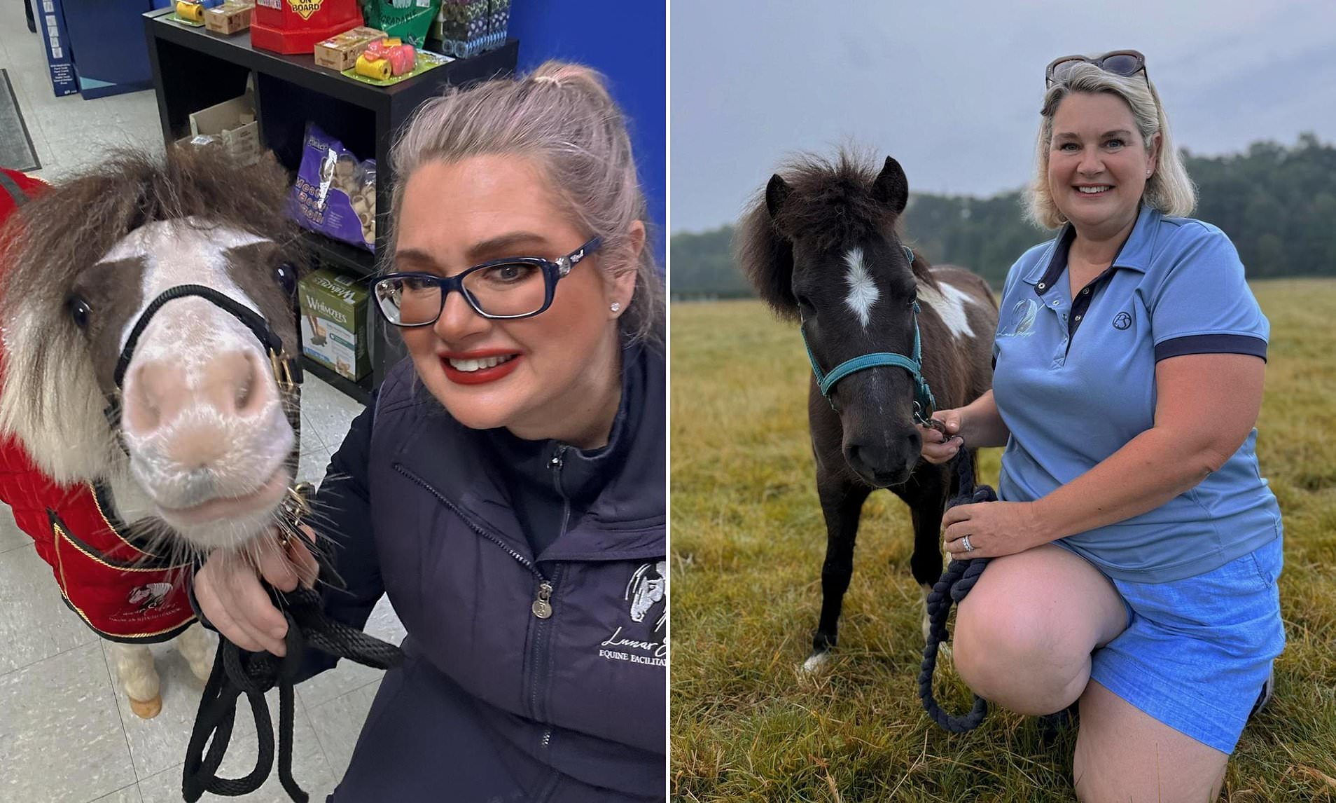 How mini horses have helped children find their voice - and the sick in ...