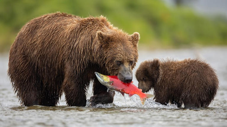 A Ranger Reveals What It's Like Being Amongst The Most Brown Bears At This National Park