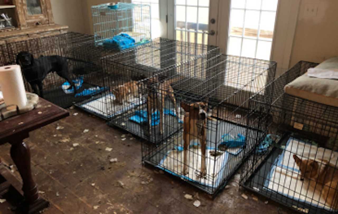 100+ Dogs Pulled From ‘Deplorable’ Virginia Rescue; Some Found In Mass ...