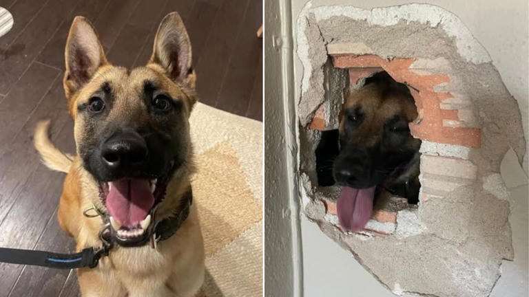 Colorado Springs Police Department welcomes firearms detection K9 ...