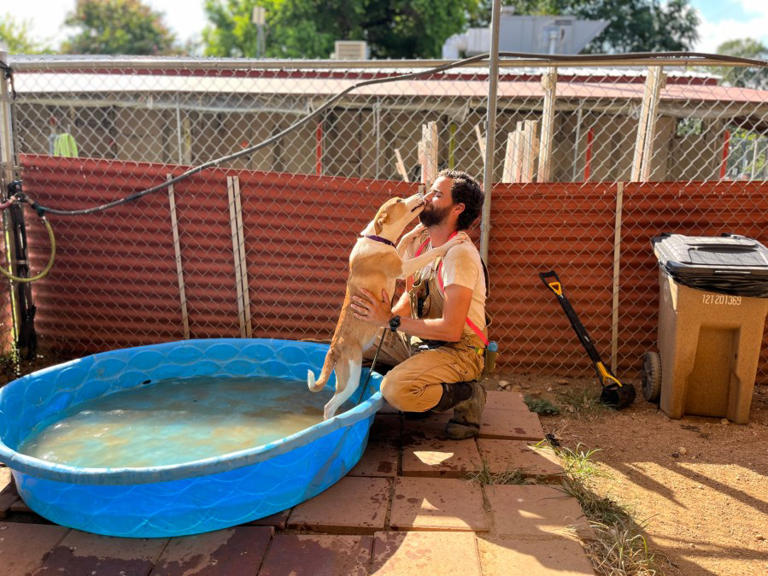 ‘They’ll go viral’: Rescue influencers help boost animal adoptions in ...