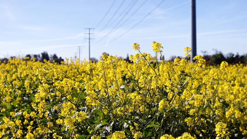 Elk Grove Western Festival, on hiatus for years, to be replaced by new ...