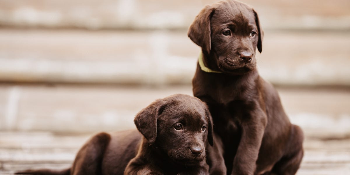 These Brown Dog Names Are As Sweet As Your Chocolate-Colored Cutie