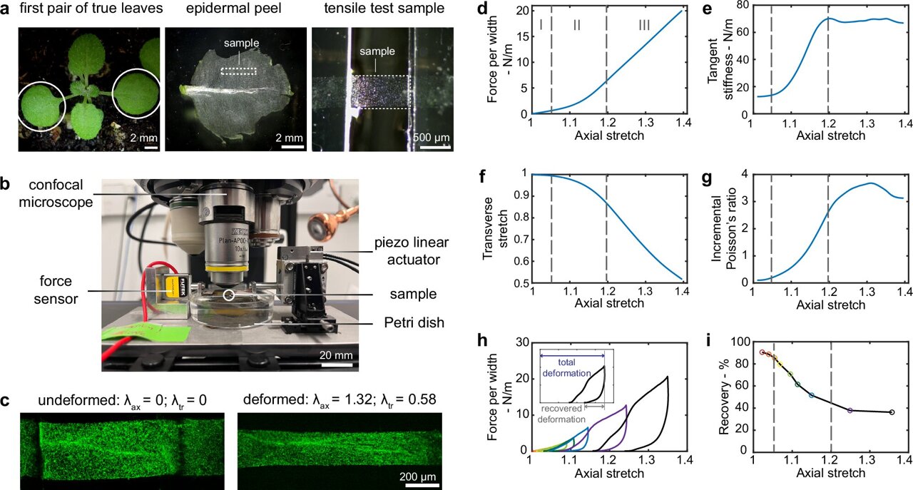 Plant cell wall mechanics informs how to grow sustainable architectural ...