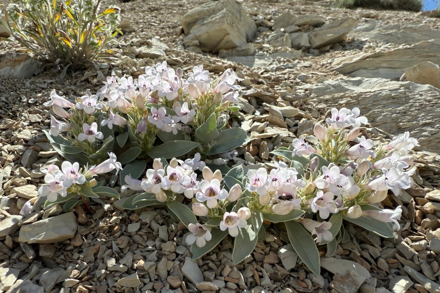 This ‘exceptionally rare’ plant can be spotted in Colorado