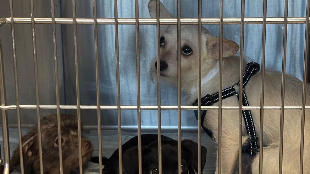 Woman believes she bought sick puppy from Salt Lake home where nearly ...