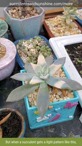 How to Identify a True Variegated Succulent 🌱