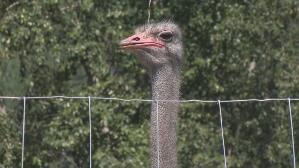 Billionaire and Dr. Oz rally for Edgewood, B.C. ostrich farm ahead of ...