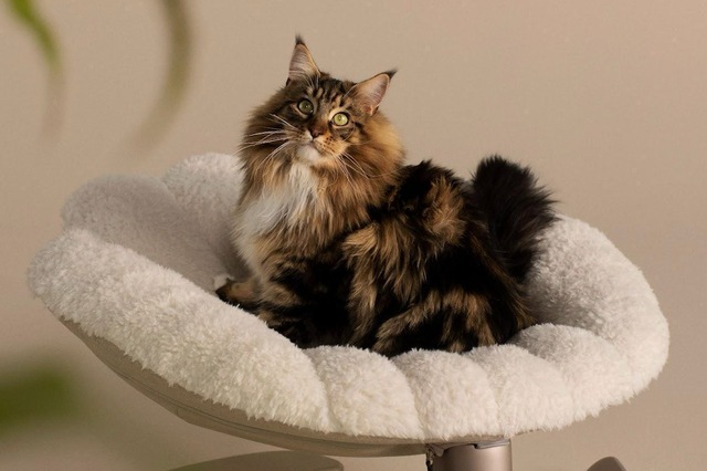 Tavo rolls out the Shell, a design-forward luxe pet bed