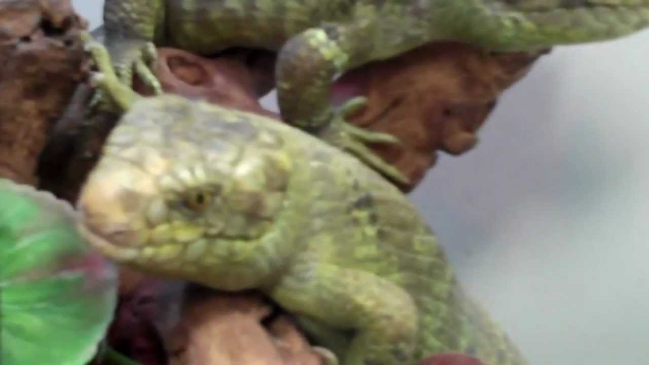 monkey tailed skink family expecting at the reptile zoo