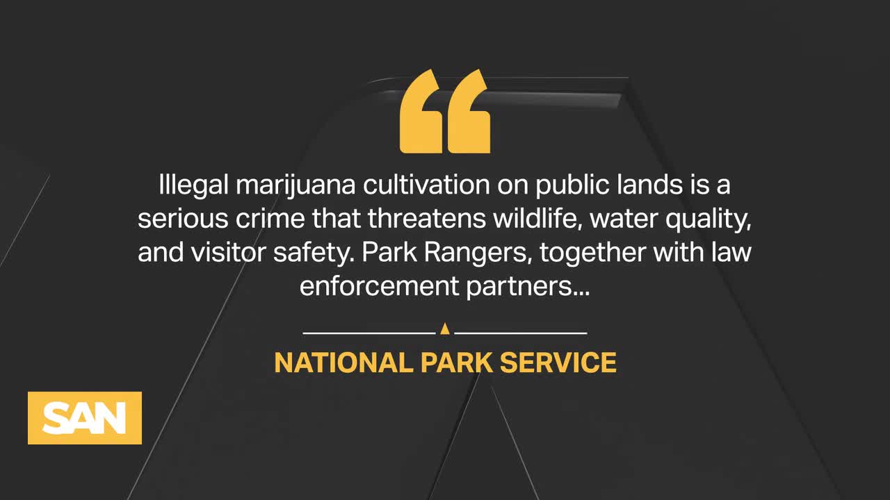 Weeded out: 2,377 illegal marijuana plants, gun removed from national park