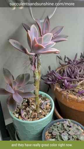 Why Succulents Reach for More Light – Even Under a Grow Lamp! 🌱💡