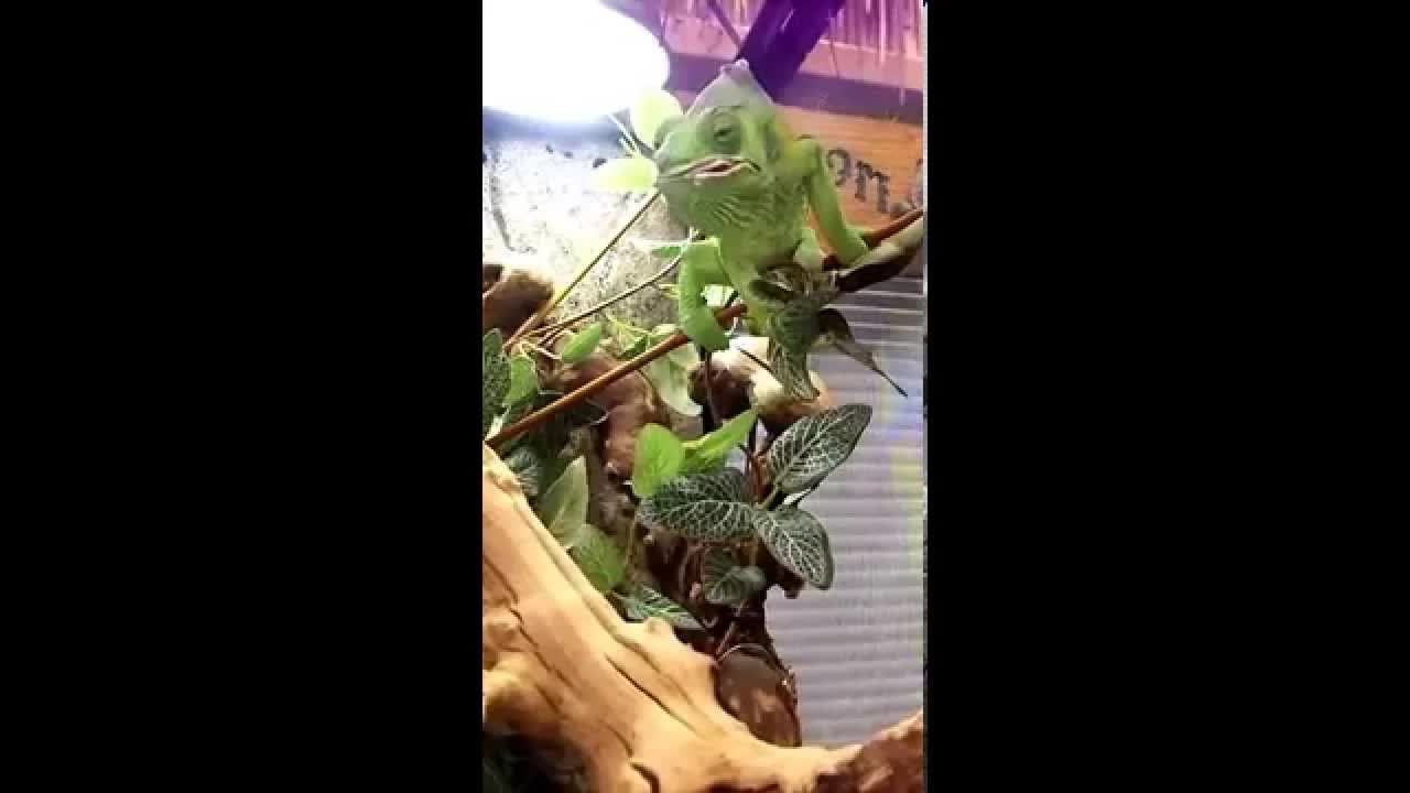 meller's chameleon catches prey with tongue