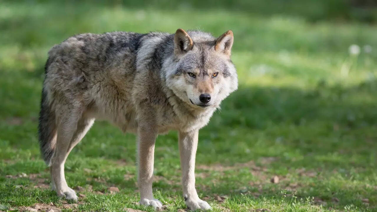 6 wolf facts that show why these animals are so remarkable