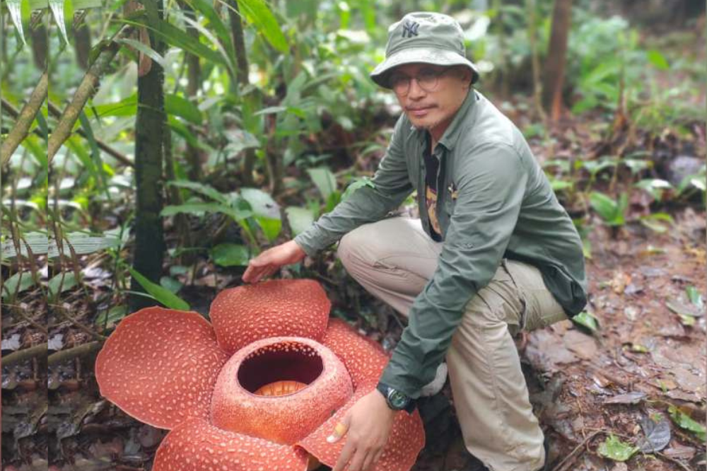 Rafflesia name not tied to colonialism, expert clarifies