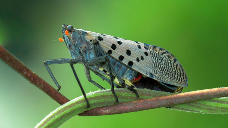 The Invasive Tree You May Not Want To Get Rid Of If You Have A Spotted ...