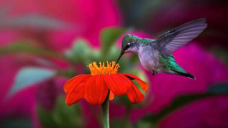 The Truth Behind Why Hummingbirds Seem To Be Attracted To The Color Red