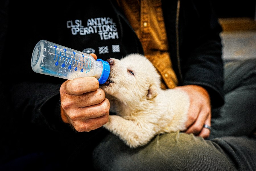 De-extinction company expanding dire wolf and woolly mammoth tech