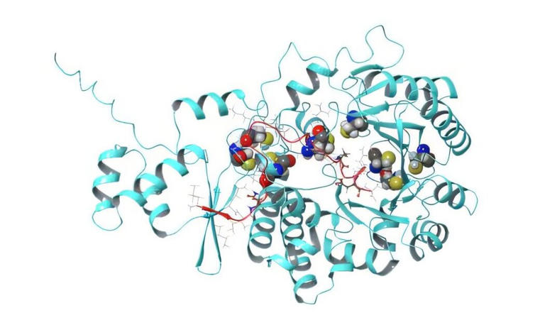 Natural enzyme expands possibilities for peptide drug discovery