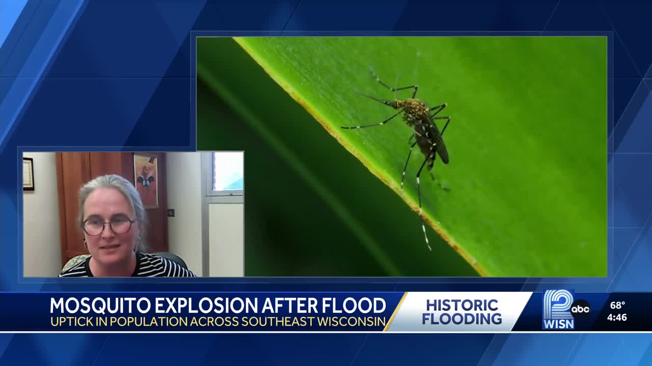 Mosquitoes out in full force