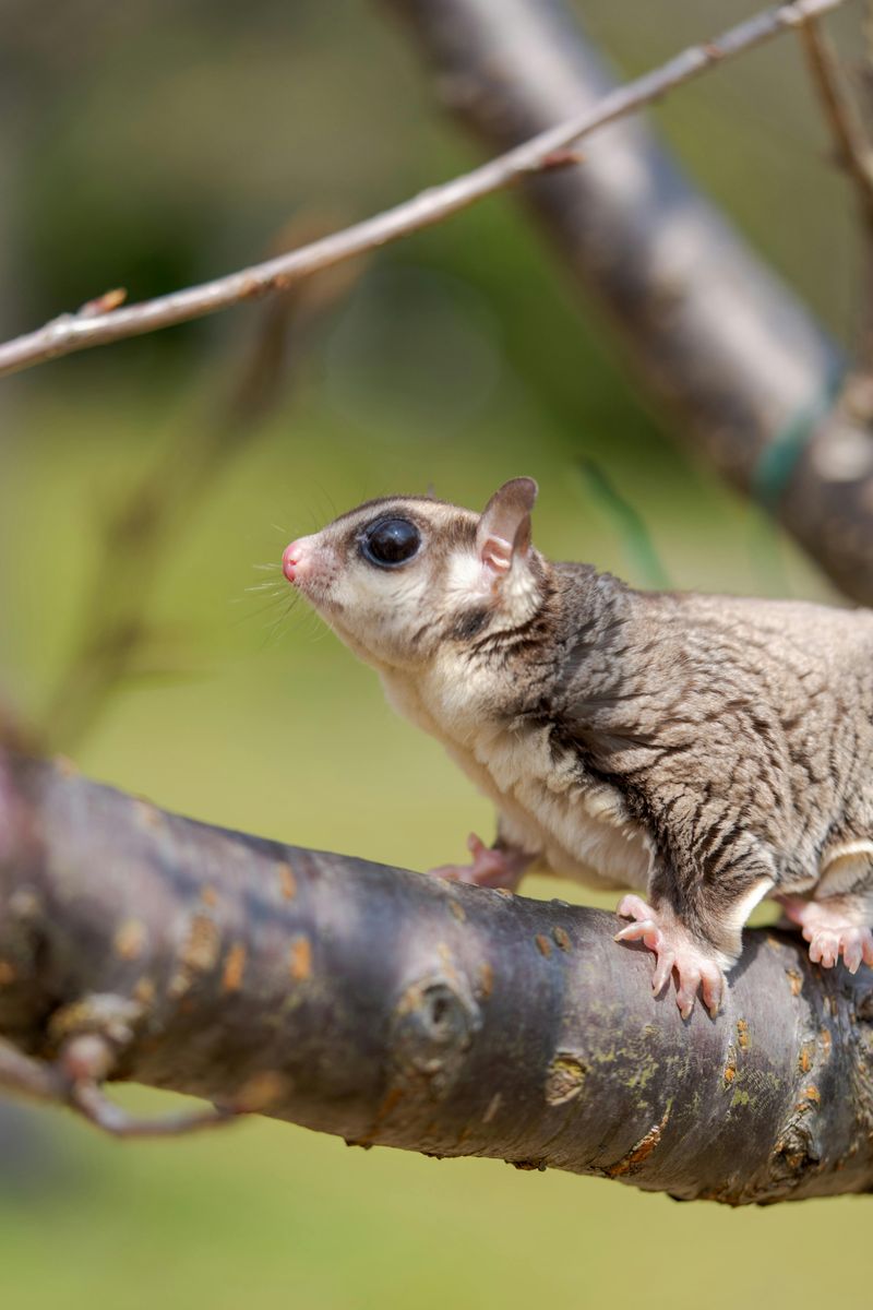 7 Land Animals That Can Fly Or Glide