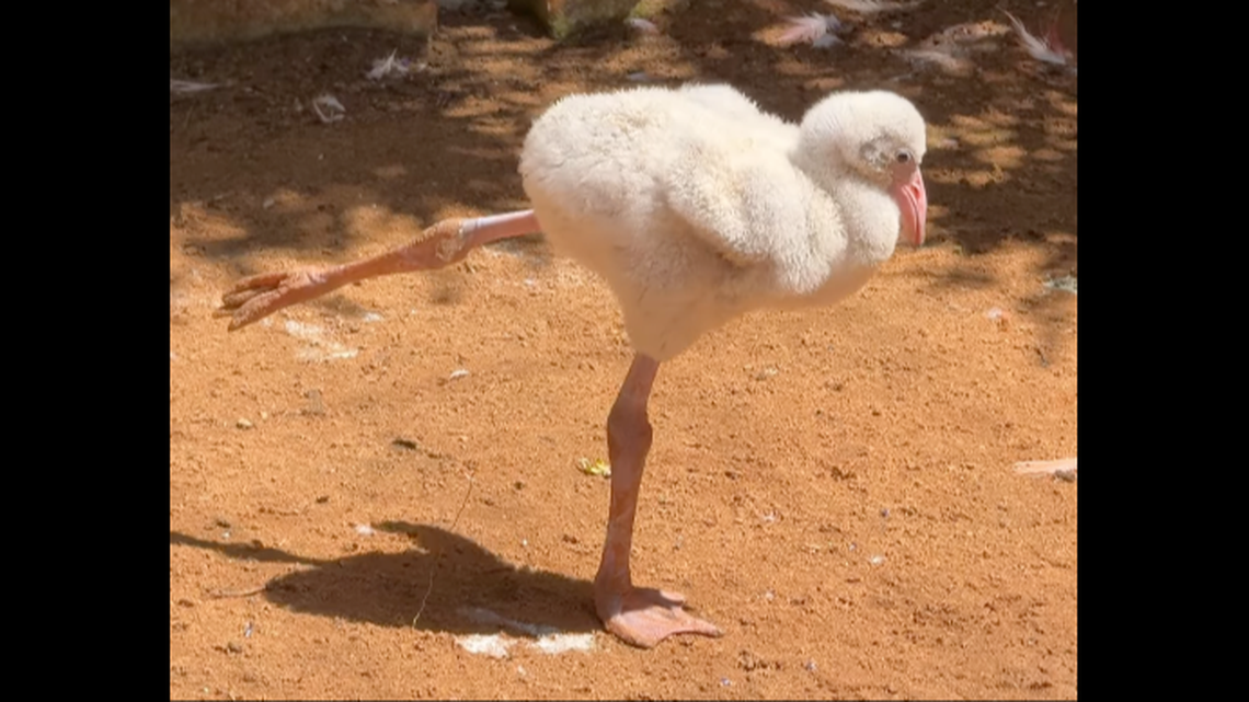 Video shows adorable flamingo learning to walk at Texas zoo. ‘Too much ...