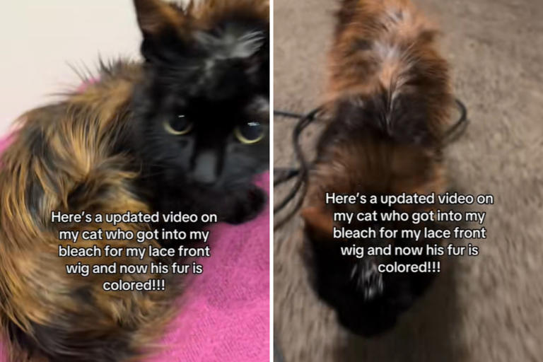 Hysterics as cat gets into owner's bleached wig—Ends up dyeing his fur