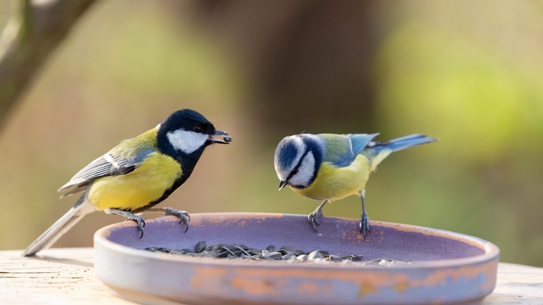 Unique Alternatives For Hanging A Bird Feeder Without Having A Tree ...