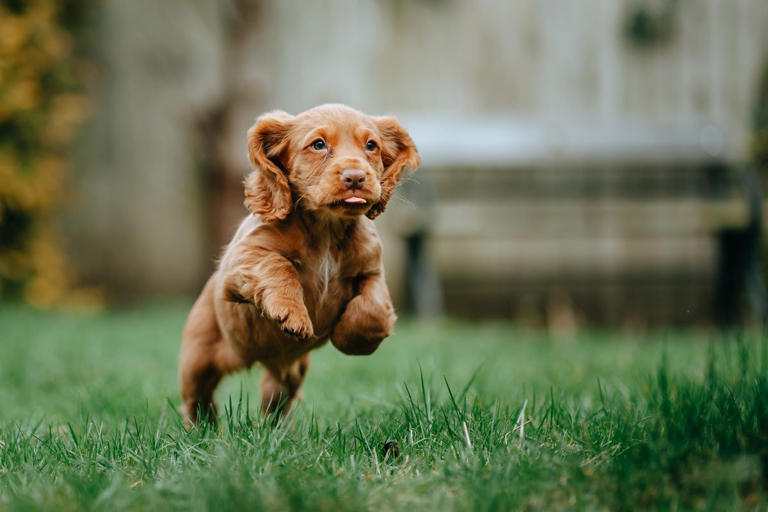 These Brown Dog Names Are As Sweet As Your Chocolate-Colored Cutie