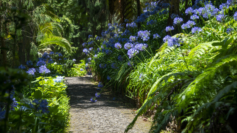 The Best Way To Deadhead Agapanthus Plants & Keep Them In Tip-Top Shape