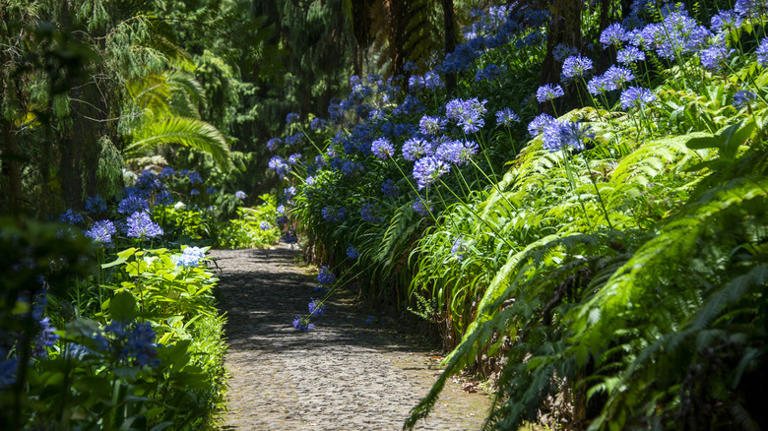The Best Way To Deadhead Agapanthus Plants & Keep Them In Tip-Top Shape