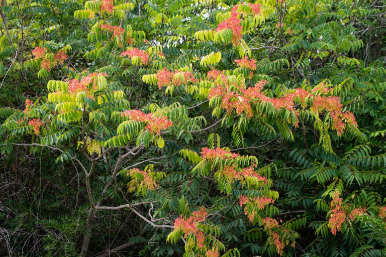 Invasive spotted lanternfly spread continues in West Virginia: ‘Squash ...