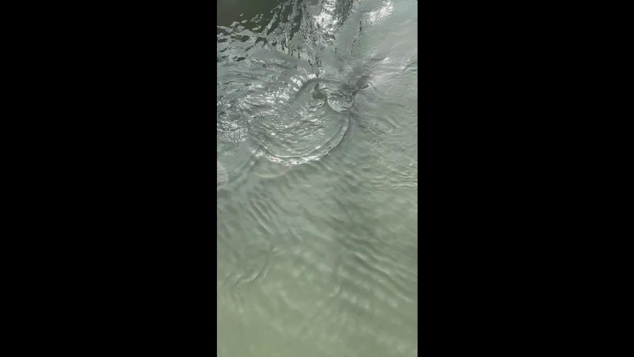 Alligator Swims With Lemon Sharks