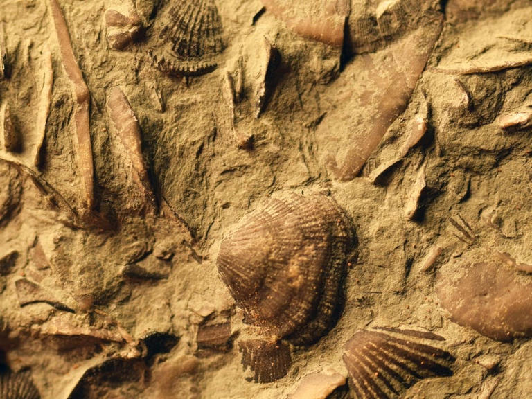Fossil Exhibit Opens At Isle A La Cache