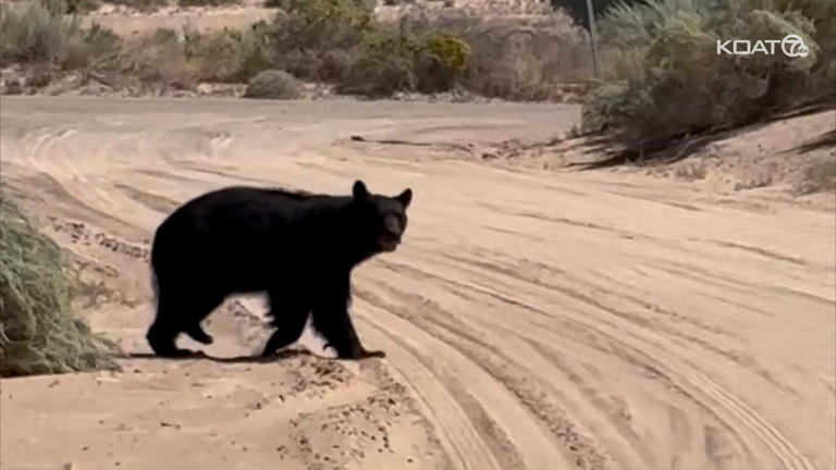 VIDEO: Bear sighting in northern Rio Rancho