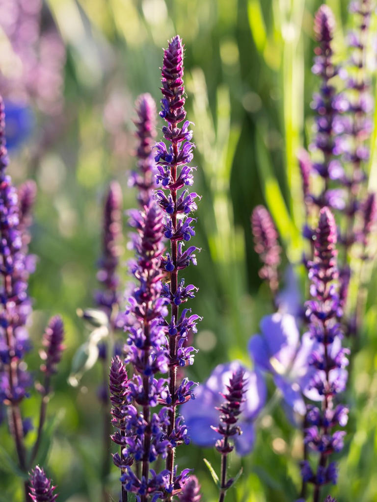 For Nonstop Garden Color, Try These 11 Long-Blooming Perennial Flowers